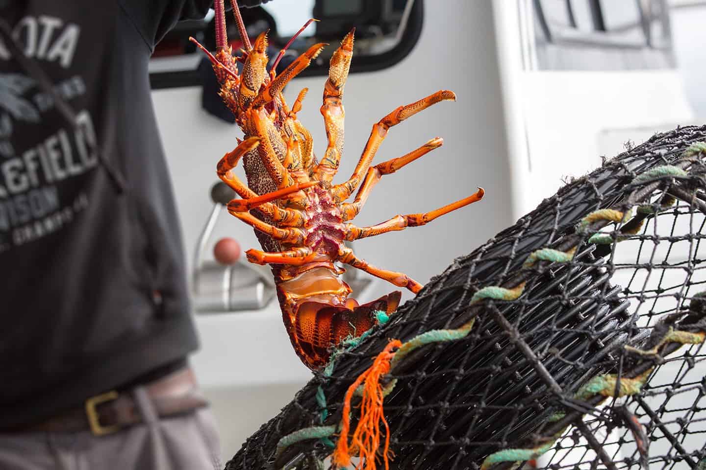 Rock Lobster Recipes